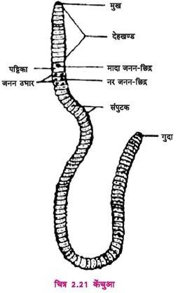 केंचुआ का चित्र - Kenchua Ka Chitra -8499