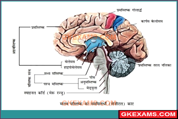 मानव मस्तिष्क के निम्नलिखित भागों में से कौन - सा एक निगलने और उल्टी का ...